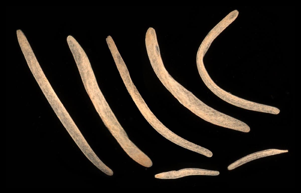 The Largest Single Celled Organism in the World - A-Z Animals