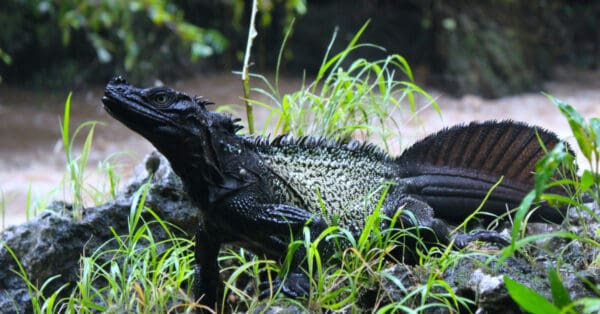 These Awe-Inspiring Lizards Look Like Dragons - A-Z Animals