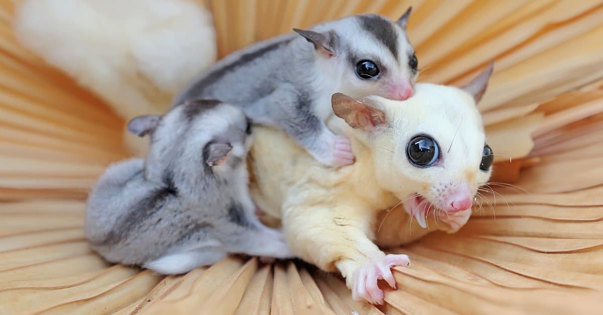 Sugar Gliders Facts at Alexandra Hellyer blog