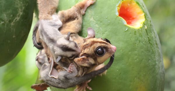 Sugar Glider Animal Facts - Petaurus breviceps - A-Z Animals