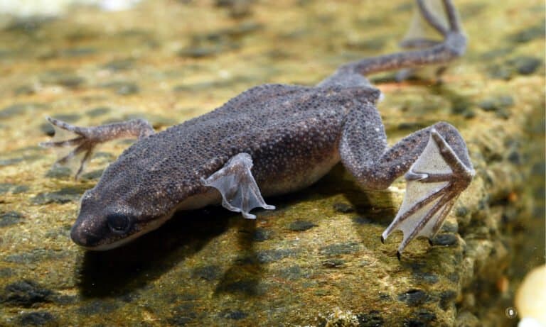 What Do African Dwarf Frogs Eat? Their Diet Explained - A-Z Animals
