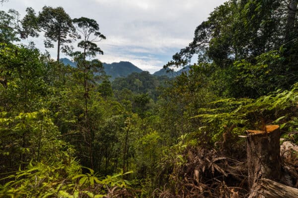 The 15 Most Dangerous Forests in the World - A-Z Animals