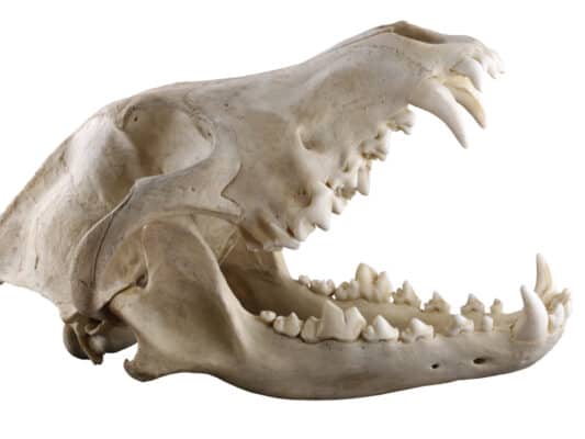 Wolf Teeth: Everything You Need to Know - A-Z Animals