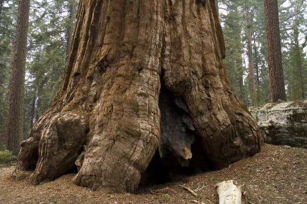 The 5 Oldest Sequoia Trees Still Alive - A-Z Animals