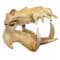 Hippopotamus Teeth: Everything You Need to Know - A-Z Animals