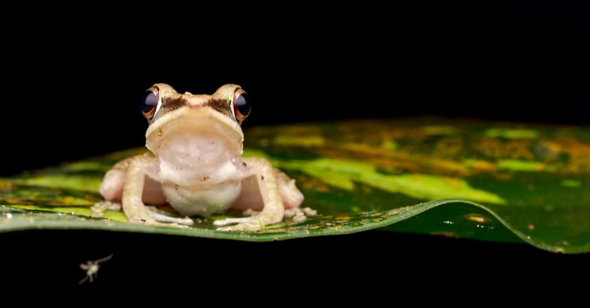 What s A Baby Frog Called 4 More Amazing Facts AZ Animals