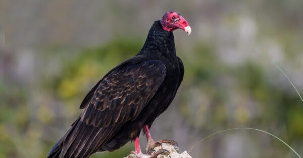Black Vulture vs. Turkey Vulture: The Main Differences Explained - A-Z ...