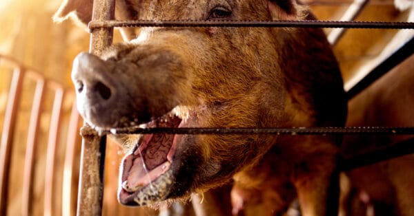 29 Sounds Pigs Make and What Each Means (It’s Not Just Oink!) - A-Z Animals