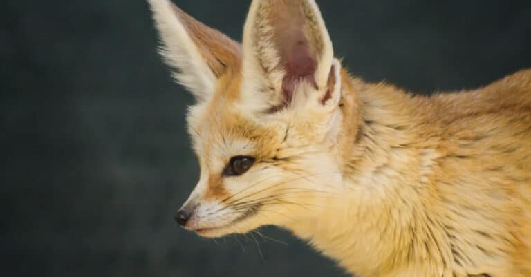 What’s a Baby Fennec Fox Called + 5 More Amazing Facts & Pictures! - A ...