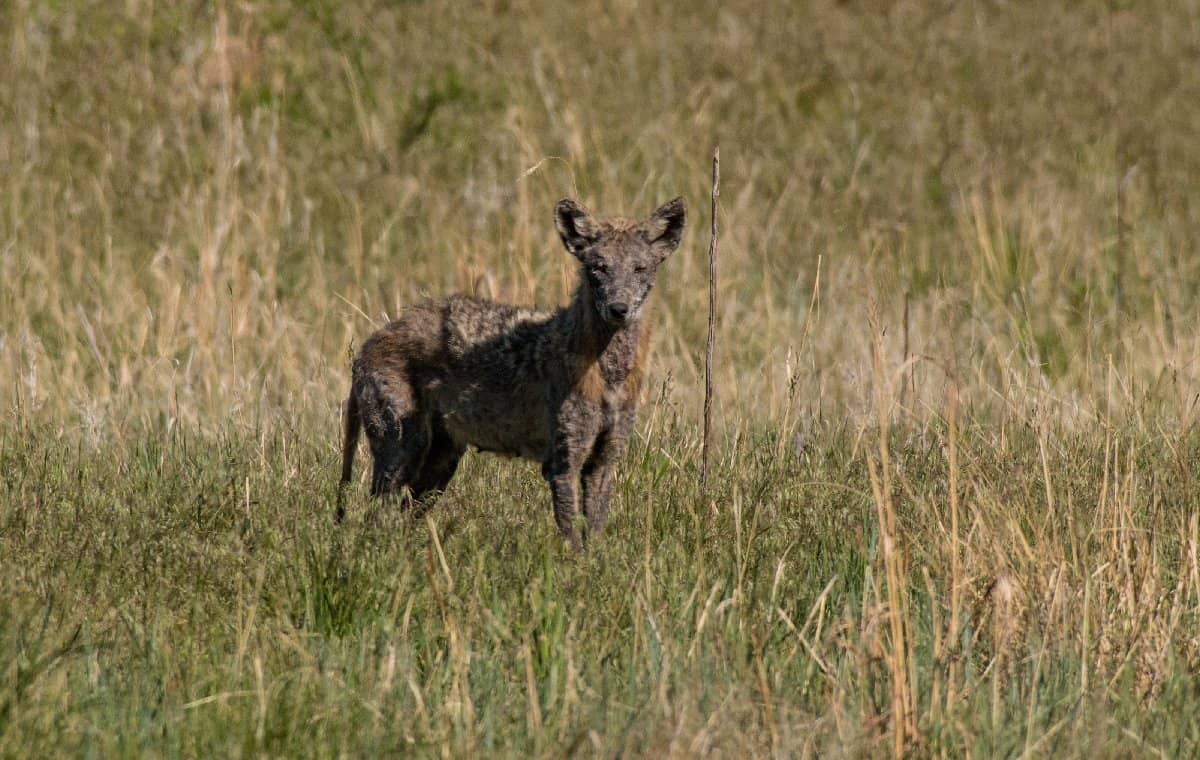 Coyote with Mange: What Does it Mean? - A-Z Animals