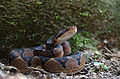 11 Snakes With Hemotoxic Venom - A-Z Animals