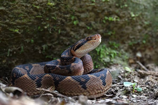 11 Snakes With Hemotoxic Venom - A-Z Animals