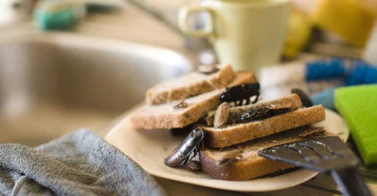 Kitchen Bugs Identification Guide: How to Get Rid of Each Type - A-Z ...