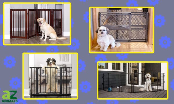 The Best Dog Gates: Reviewed - A-Z Animals