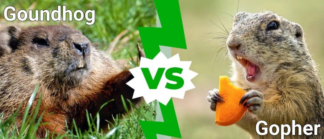Groundhog vs Gopher: 5 Key Differences - A-Z Animals