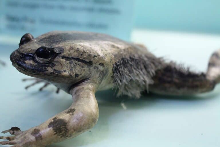 Hairy Frogs: Meet the Frog That Breaks Its Own Bones to Create Claws ...