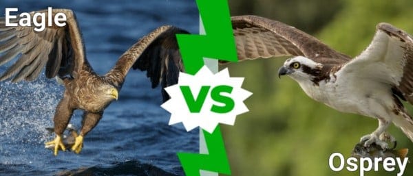 Osprey vs Eagle: What Are the Differences? - A-Z Animals