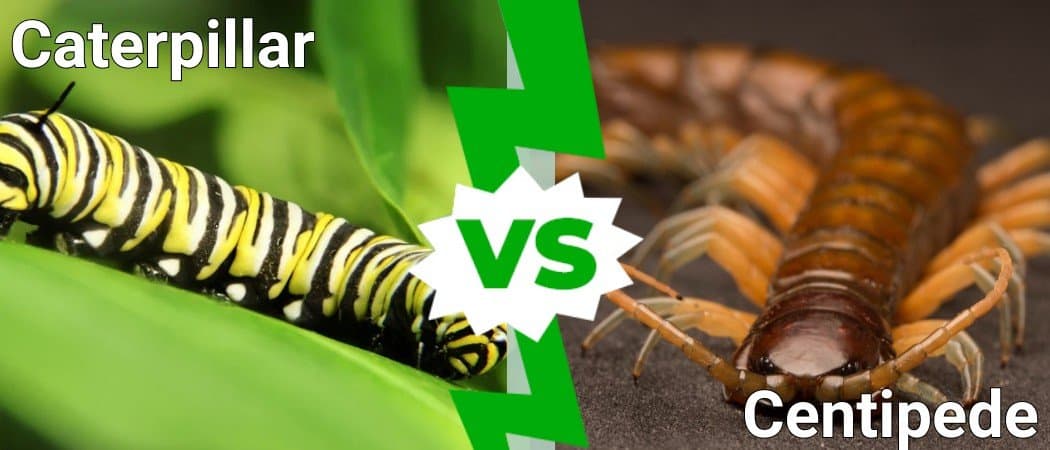 Caterpillar vs Centipede: What Are the Differences? - A-Z Animals