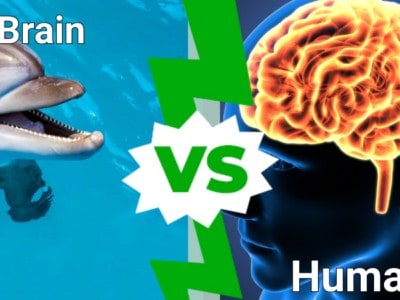 Compare and Contrast Animals From Around the Planet! - A-Z Animals