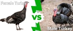 Male VS Female Turkeys: Spotting The Difference - A-Z Animals