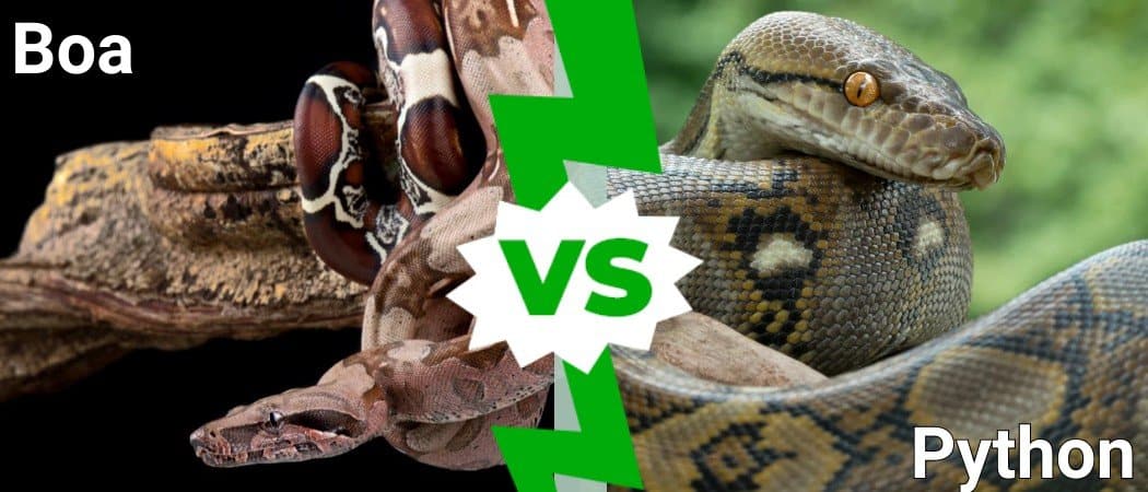 Boa vs Python: How to Tell Them Apart - A-Z Animals