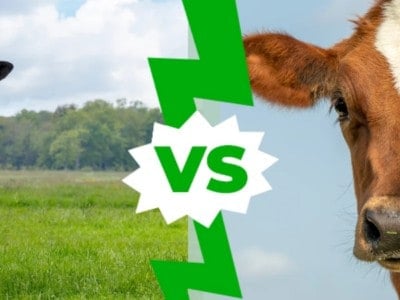 Compare and Contrast Animals From Around the Planet! - A-Z Animals