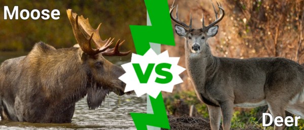 Moose vs. Deer: What Are the Differences? - A-Z Animals