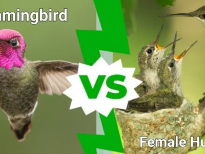 Compare and Contrast Animals From Around the Planet! - A-Z Animals