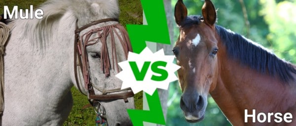 Mule VS Horse: How Are They Different? - A-Z Animals