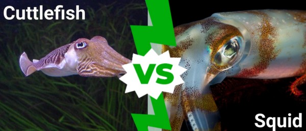 Cuttlefish vs Squid: What Are The Differences? - A-Z Animals