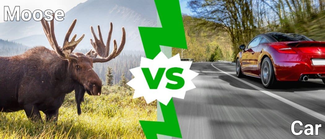 Moose vs Car: How Dangerous is a Collision? - A-Z Animals