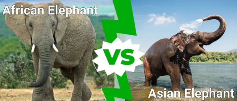 Size, Tusks, and Ears: How African and Asian Elephants Differ - A-Z Animals