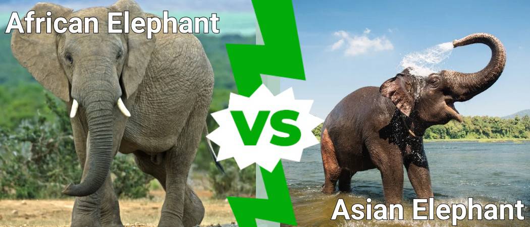 African Elephant vs. Asian Elephant: 5 Key Differences - A-Z Animals
