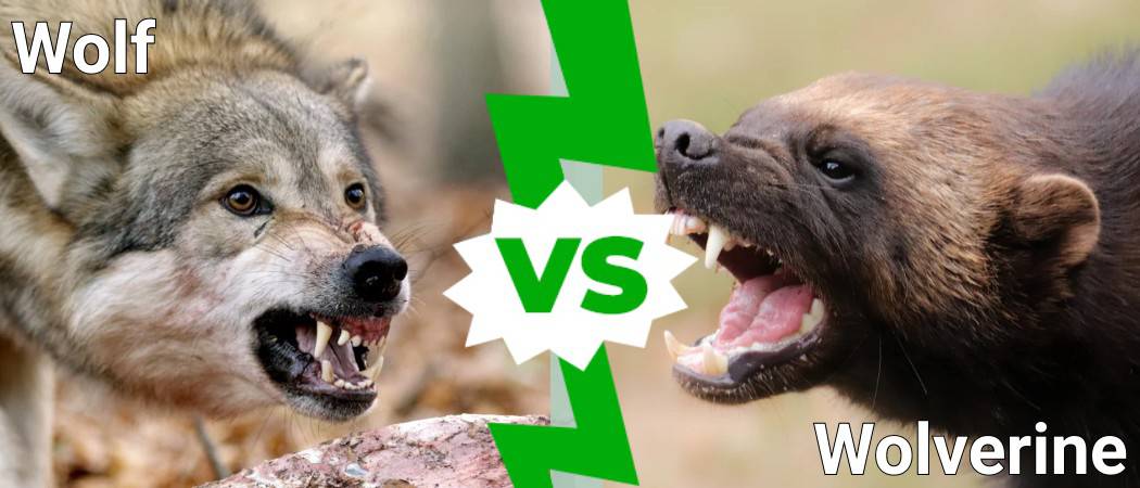 Wolverine vs Wolf: Who Would Win in a Fight? - A-Z Animals