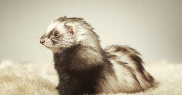 Angora Ferret Animal Facts - Mustela furo - A-Z Animals
