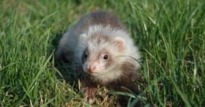 Angora Ferret Animal Facts - Mustela furo - A-Z Animals