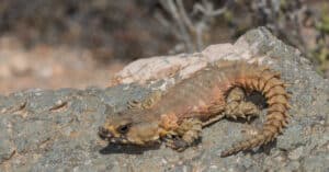 Armadillo Lizard Animal Facts - Ouroborus cataphractus - A-Z Animals