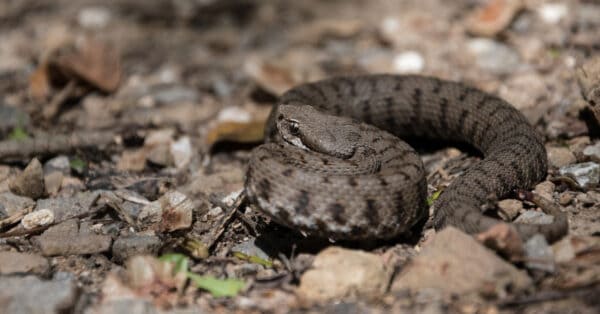 Asp Animal Facts - Vipera aspis - A-Z Animals