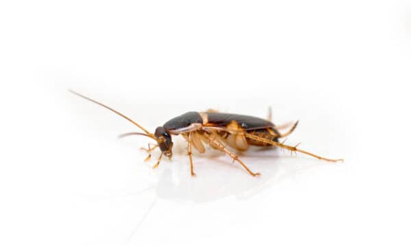 When Is Cockroach Season in Texas? - A-Z Animals