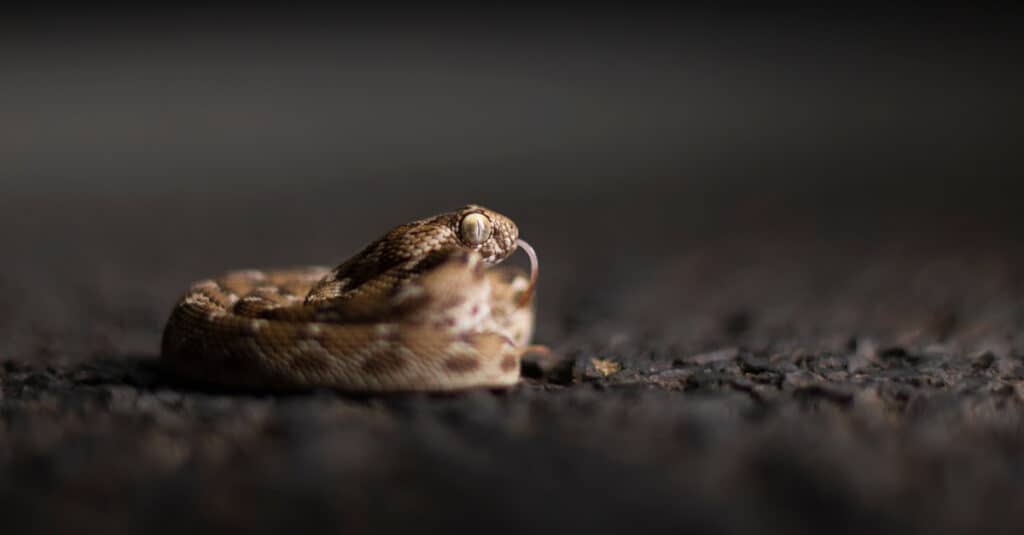 Carpet Viper Animal Facts - Echis carinatus - A-Z Animals
