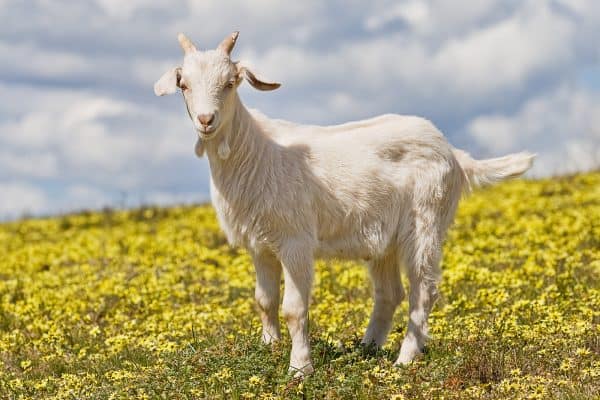 Goat Poop: Everything You've Ever Wanted to Know - A-Z Animals