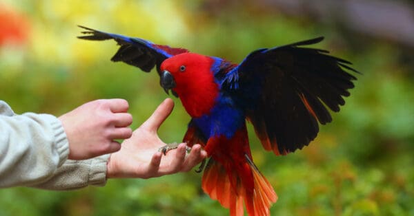 Eclectus Parrot Bird Facts - Eclectus roratus - A-Z Animals
