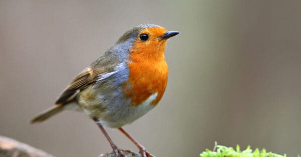 Discover All Types of Robin Birds - A-Z Animals