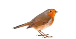 European Robin Animal Facts - Erithacus rubecula - A-Z Animals