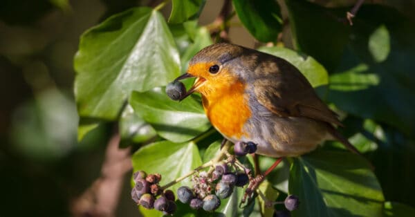 European Robin Animal Facts - Erithacus rubecula - A-Z Animals