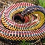 Rainbow Snake Facts and the Largest Specimen Ever Discovered - A-Z ...