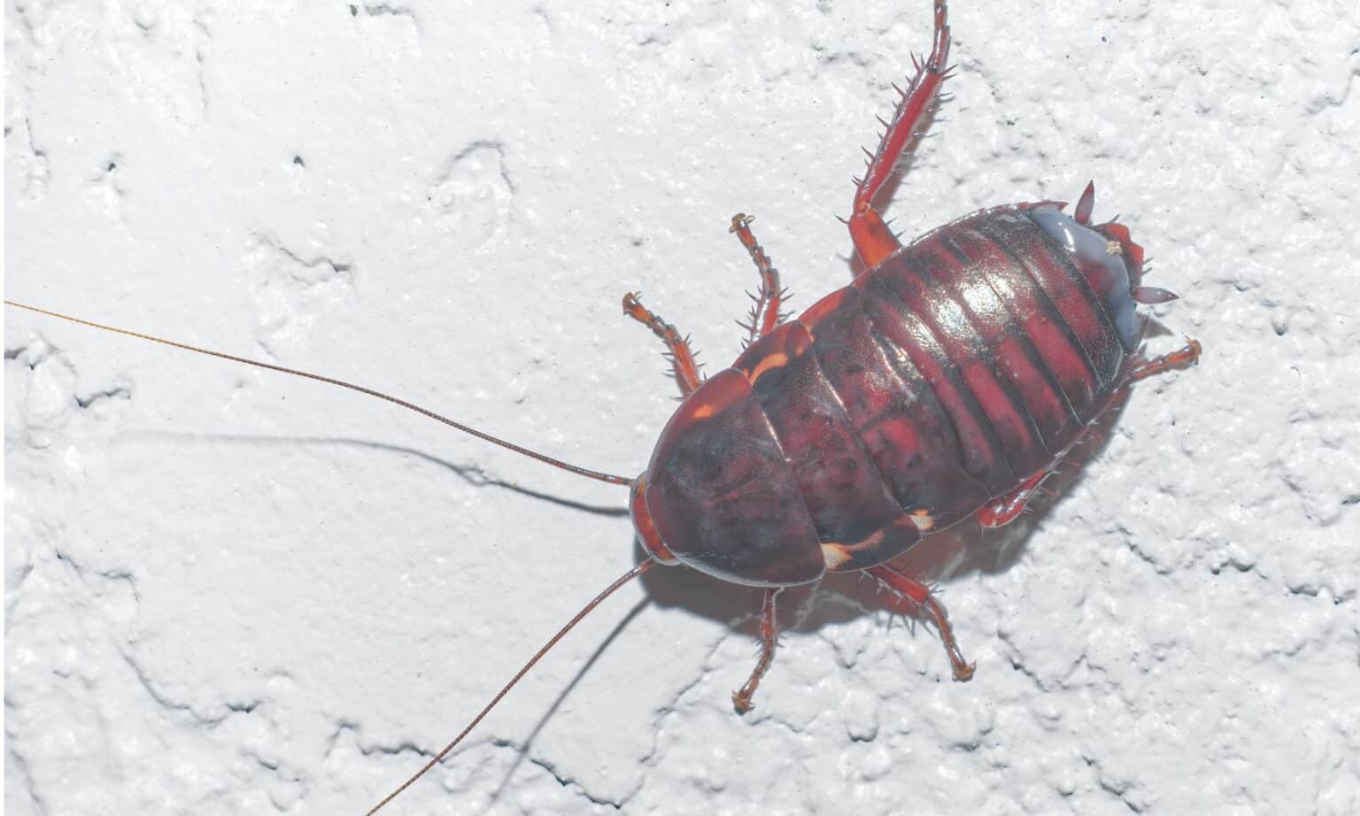 When Is Cockroach Season in Florida? - A-Z Animals