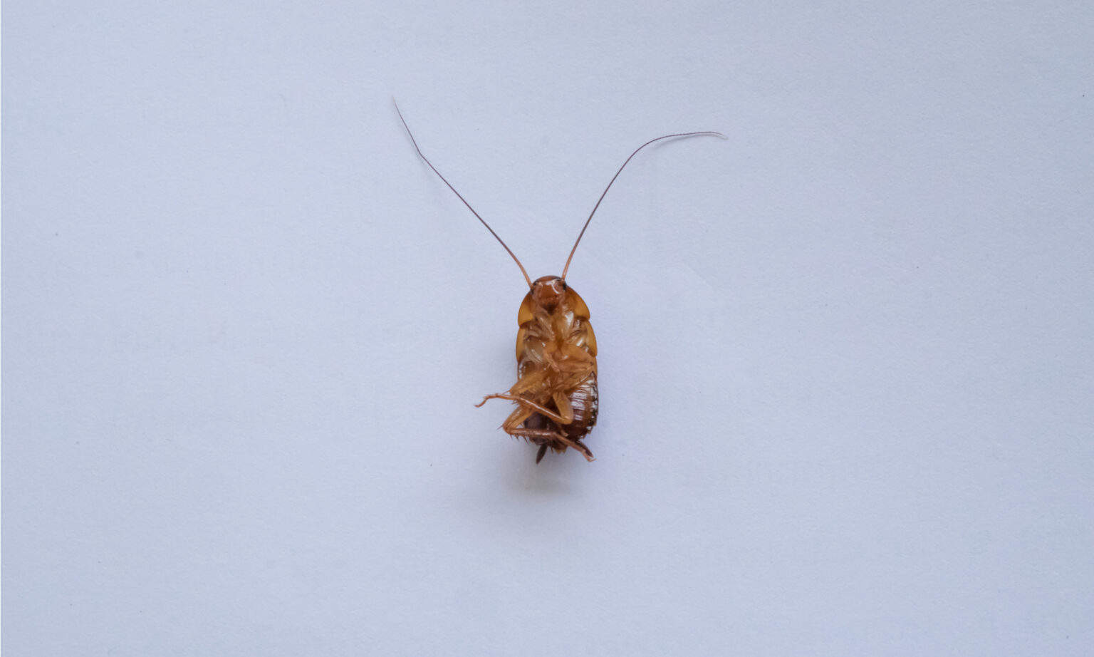 Florida Woods Cockroach Animal Facts - Eurycotis floridana - A-Z Animals