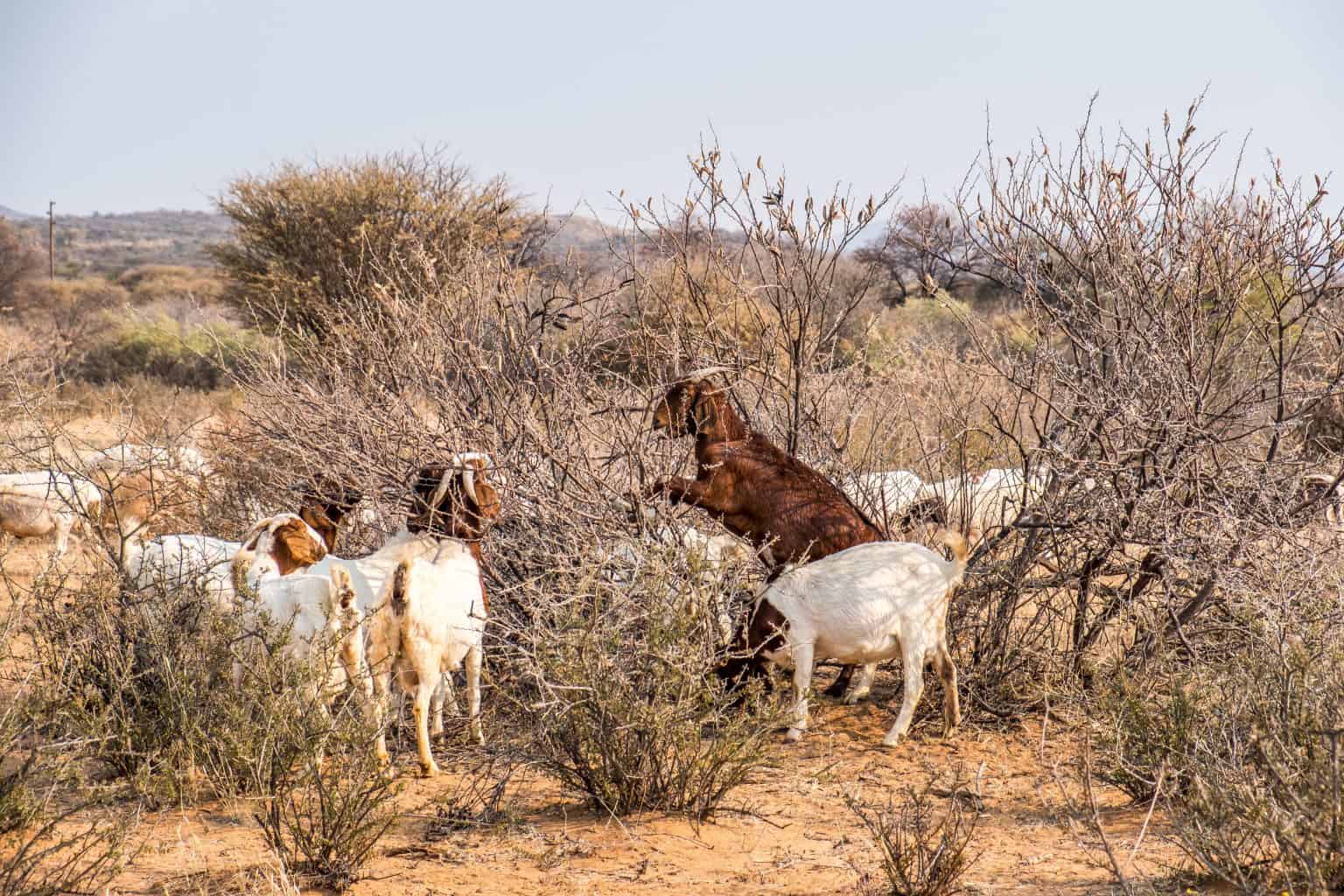 9 Ways to Keep Goats Entertained - A-Z Animals