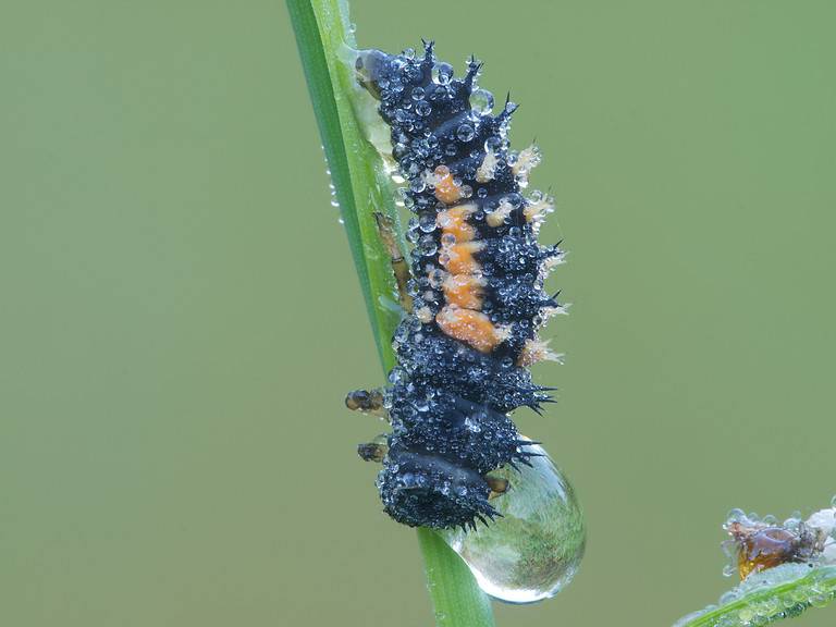 Toxic or Totally Harmless? The Truth About Orange Ladybugs - A-Z Animals
